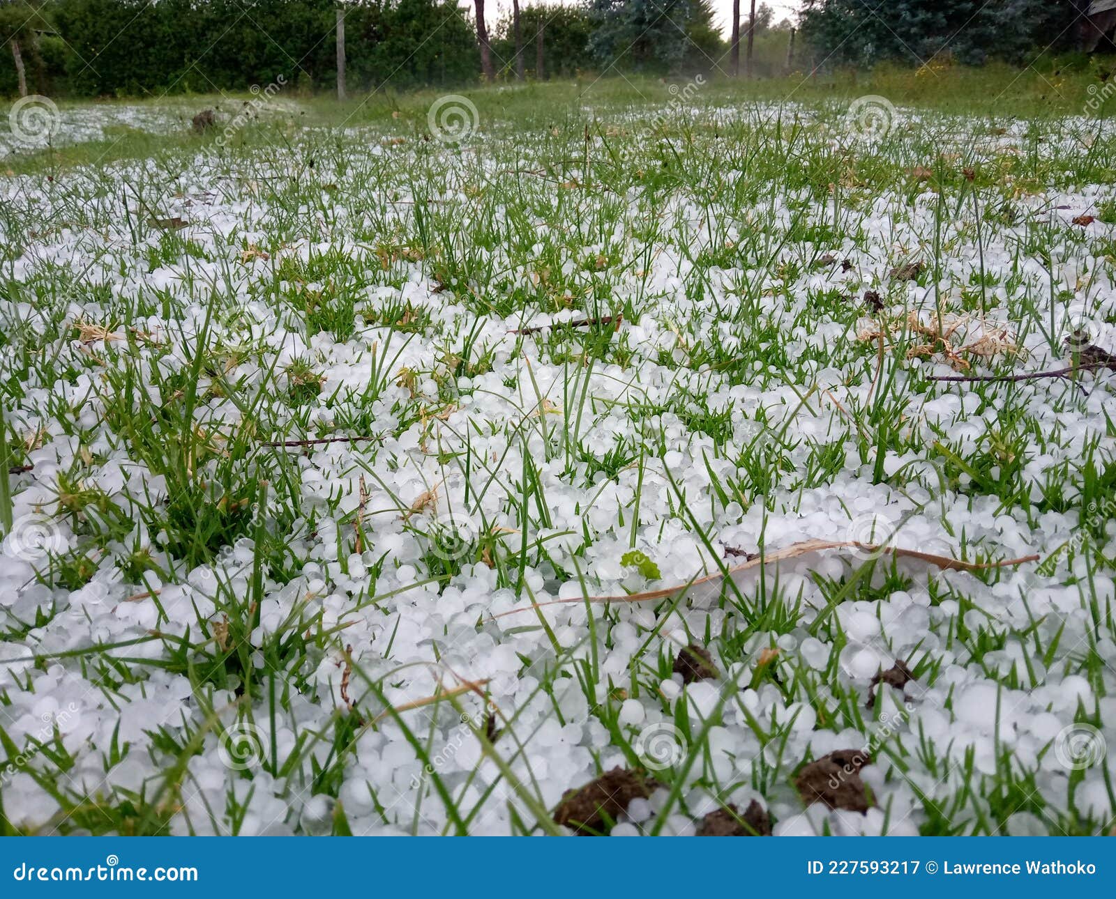 Hailstones on grass stock image. Image of grass, pasture - 227593217