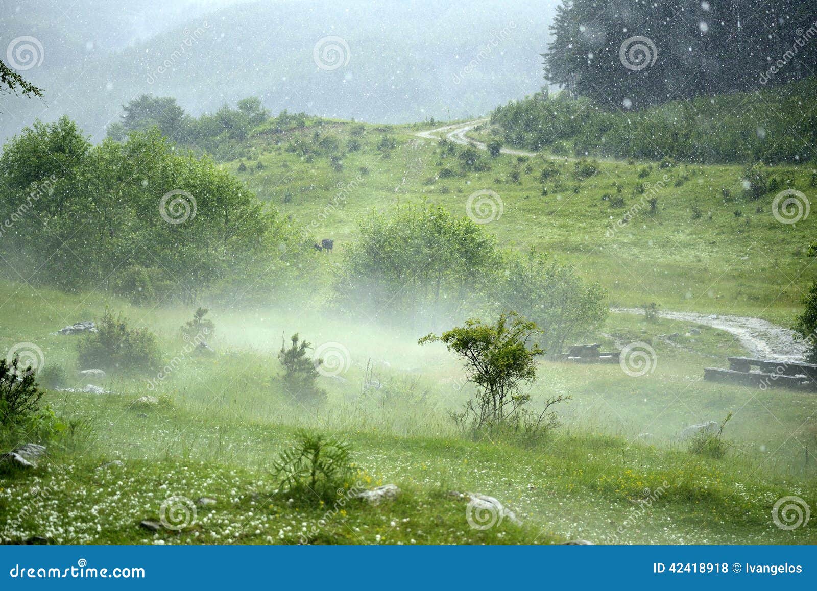 Hailstorm and Fog in the Forest Stock Photo - Image of cold, disaster ...