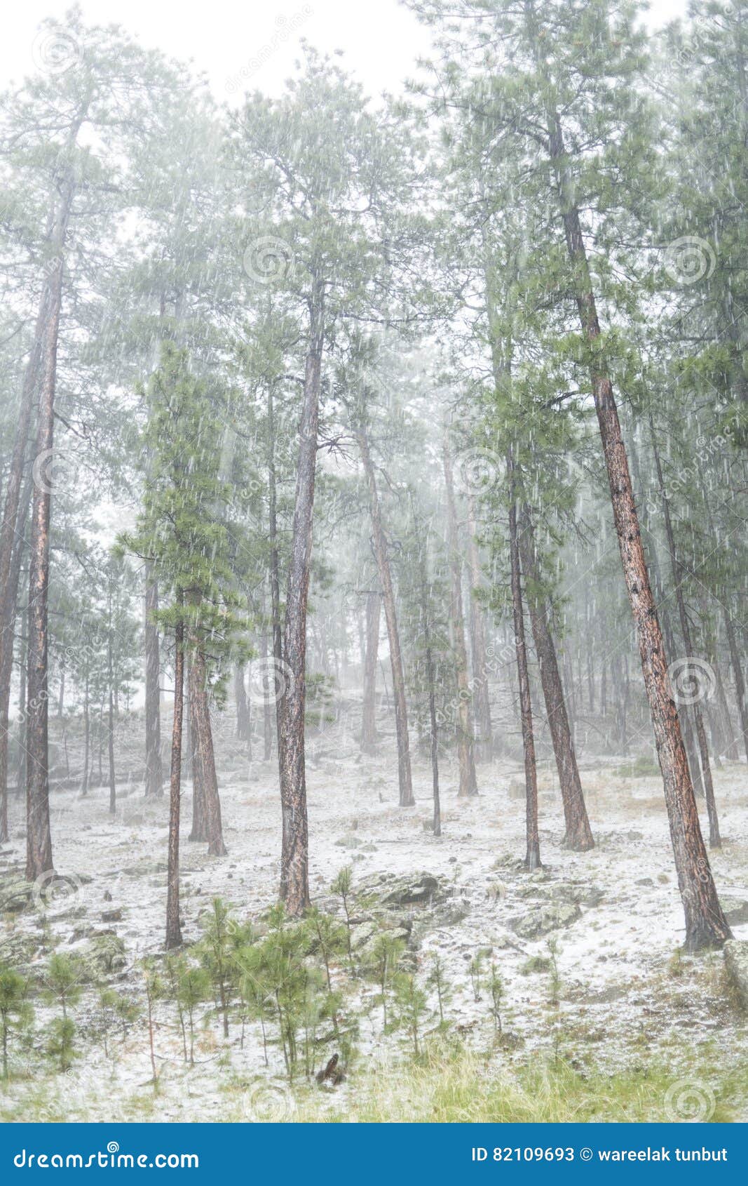 Hailstorm in the forest stock image. Image of nature - 82109693