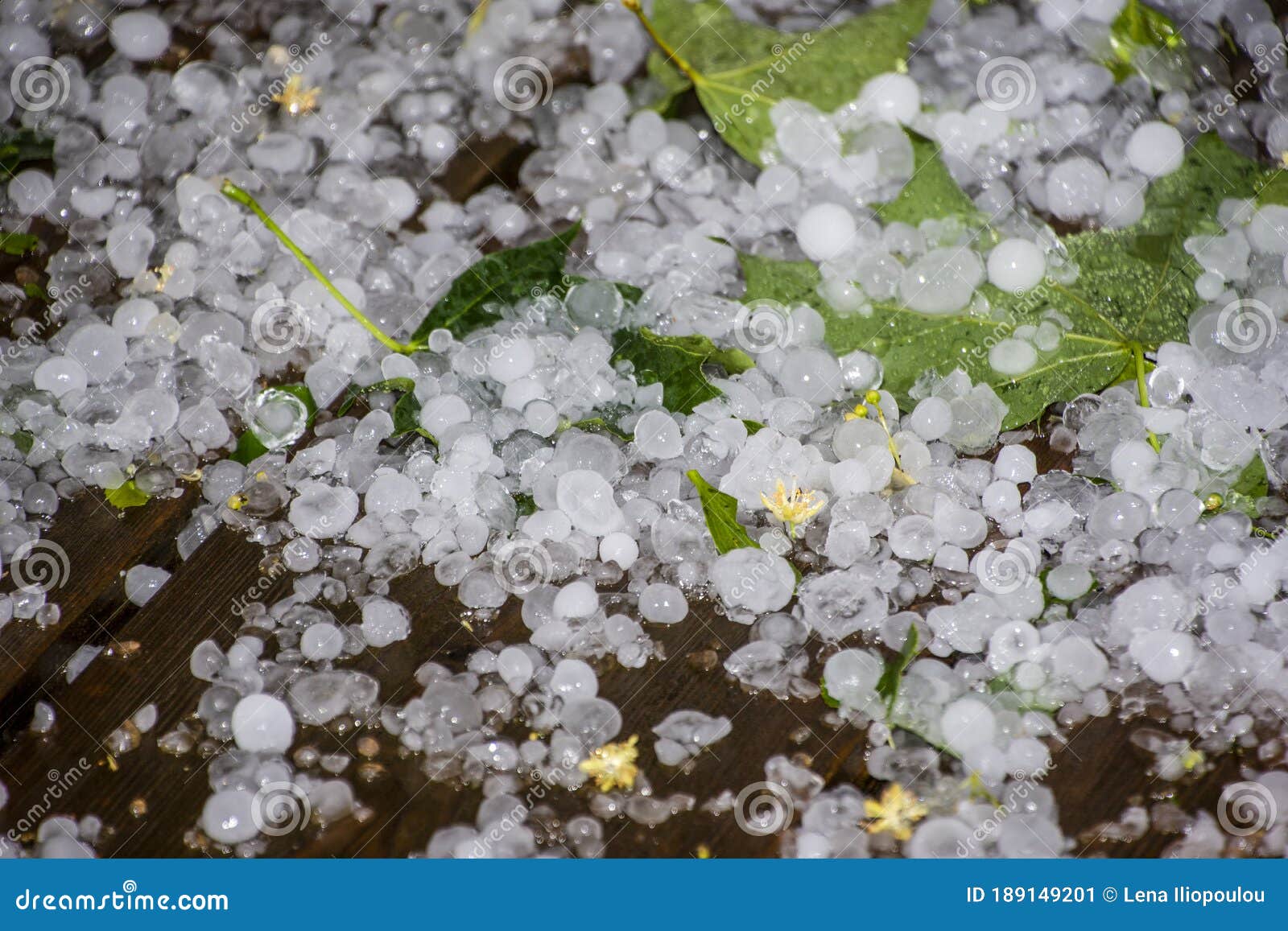 Hailstorm in a Summer Afternoon Stock Image - Image of nature, leaves ...