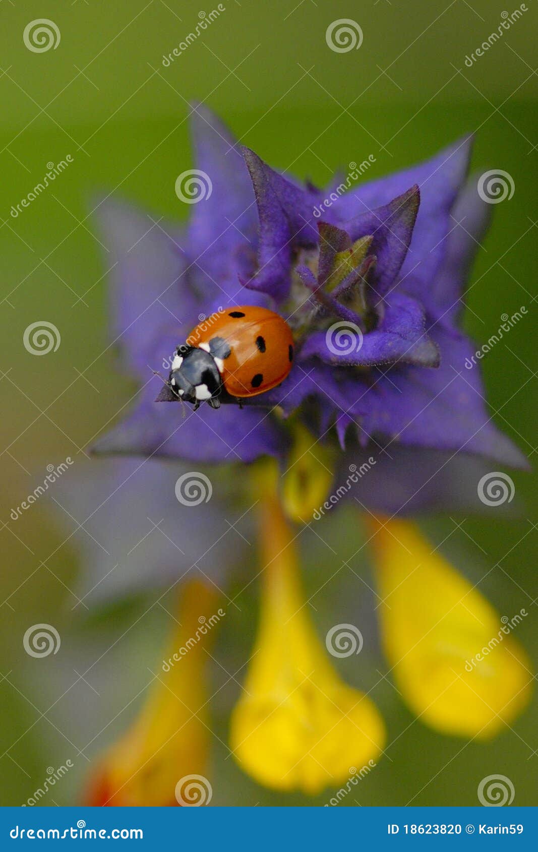 Hain-cow-wheat with Ladybugs. Stock Photo - Image of hain, greenhouse ...