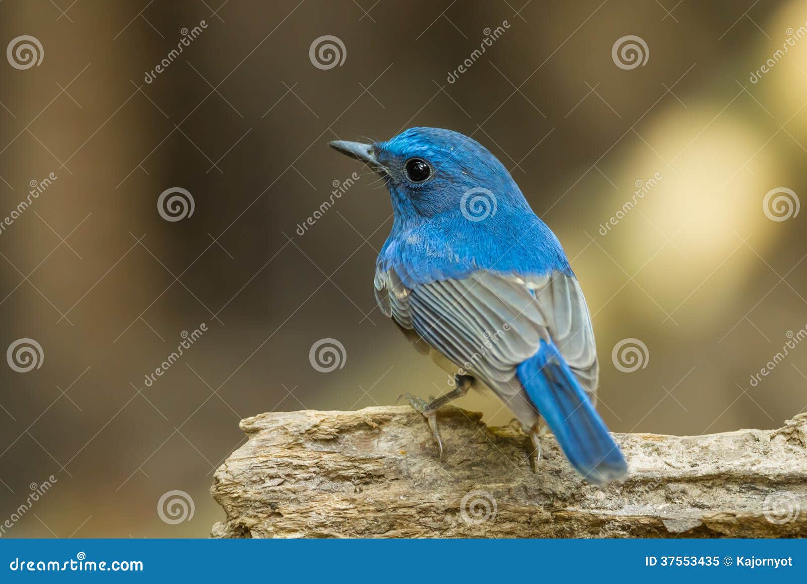 Hainan Blue Flycatcher stock image. Image of asian, asia - 37553435