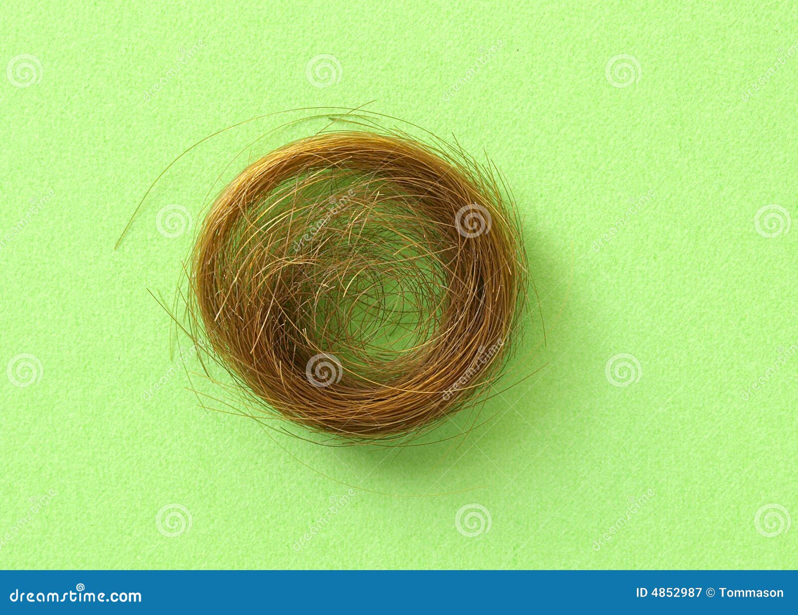 Hair stock image. Image of lock, hair, memory, keepsake - 4852987