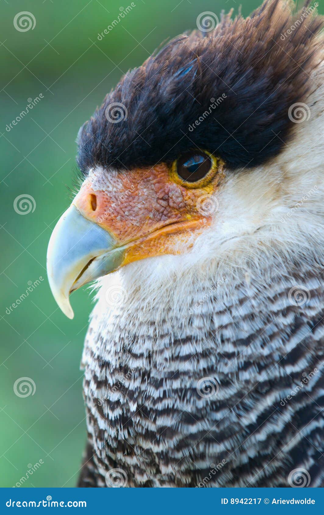 Hair Caracara Falcon Stock Photos - Free & Royalty-Free Stock Photos ...