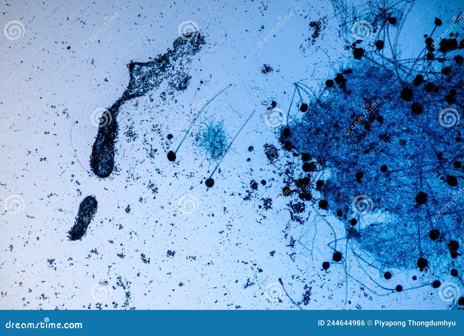 Hair Cell of Human Under Microscope View. Stock Photo - Image of ...