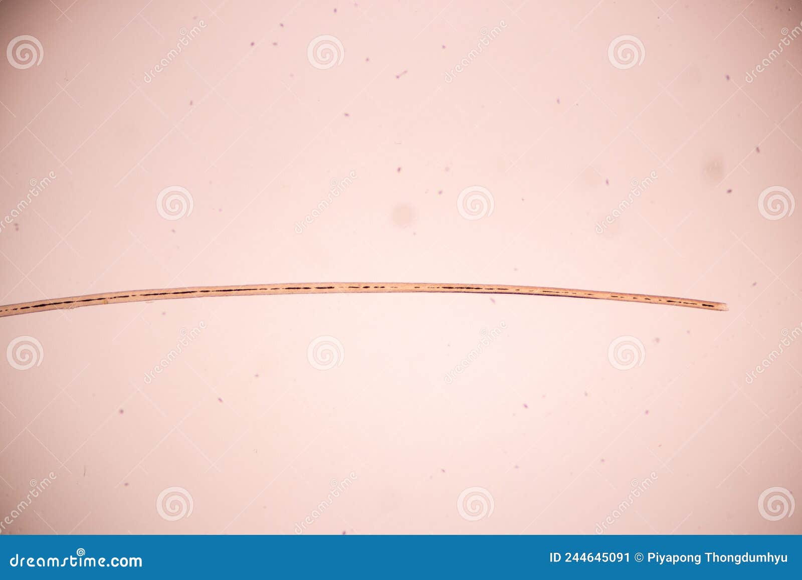 Hair Cell of Human Under Microscope View. Stock Image - Image of ...