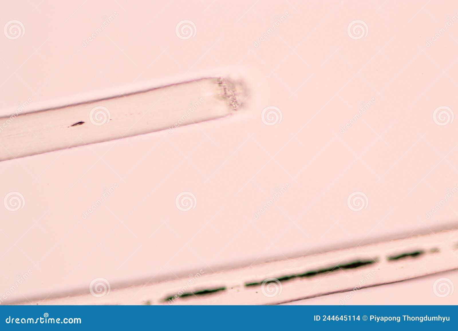Hair Cell of Human Under Microscope View. Stock Photo - Image of human ...