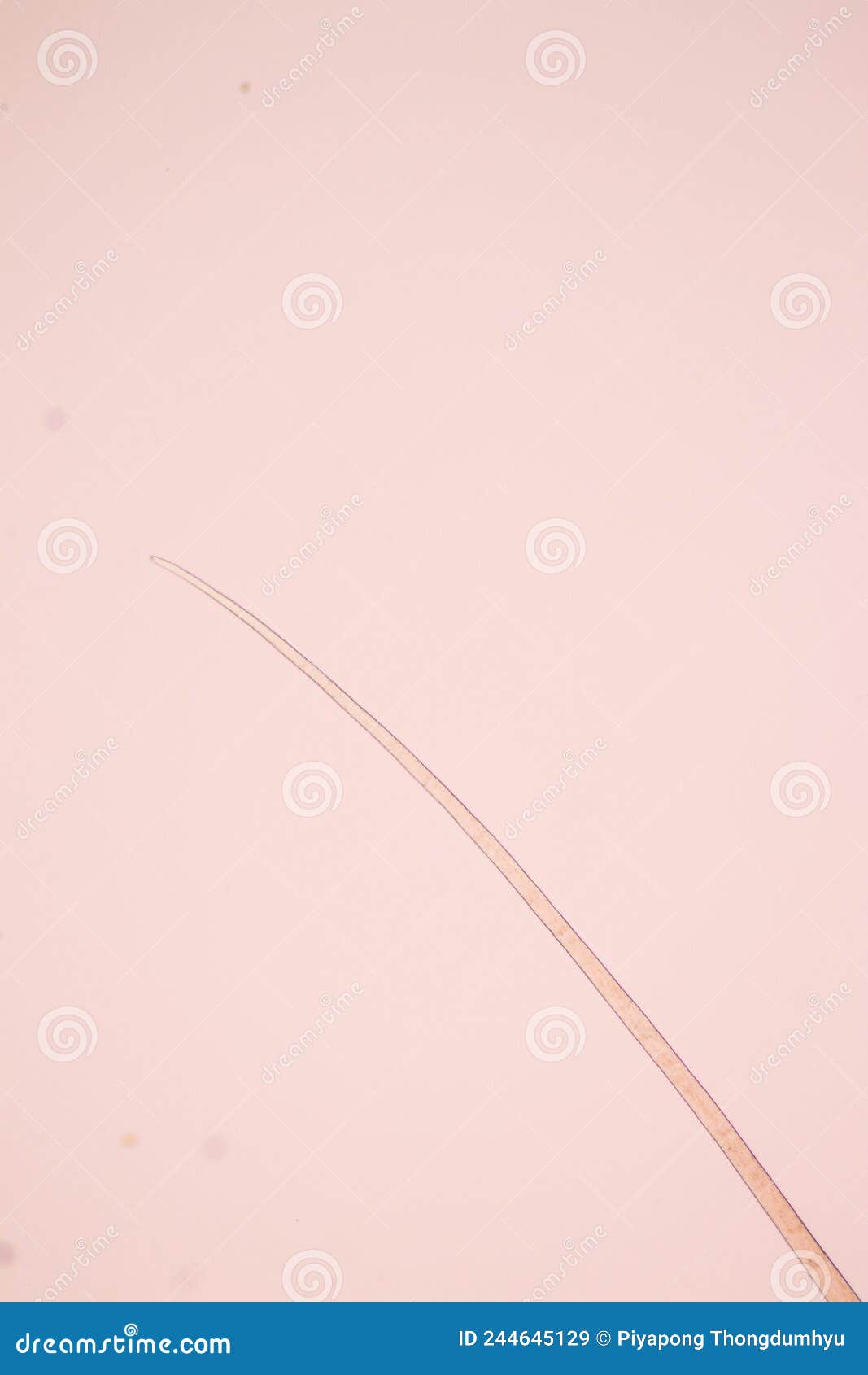 Hair Cell of Human Under Microscope View. Stock Image - Image of black ...