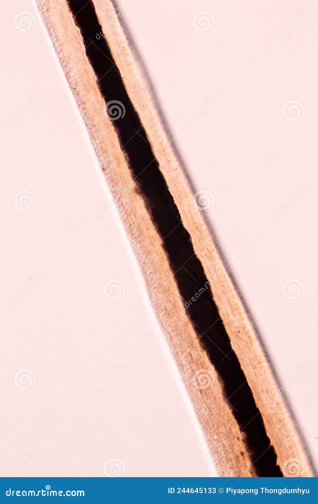 Hair Cell of Human Under Microscope View. Stock Image - Image of ...