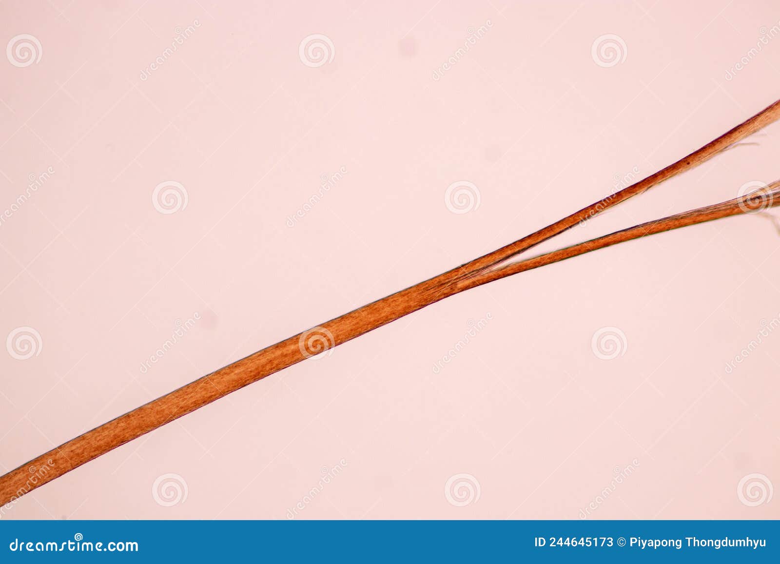 Hair Cell of Human Under Microscope View. Stock Image - Image of ...