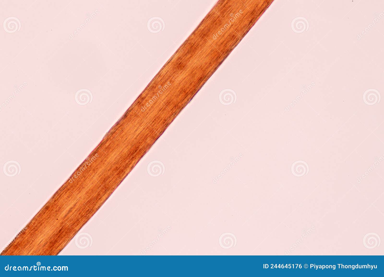 Hair Cell of Human Under Microscope View. Stock Photo - Image of ...