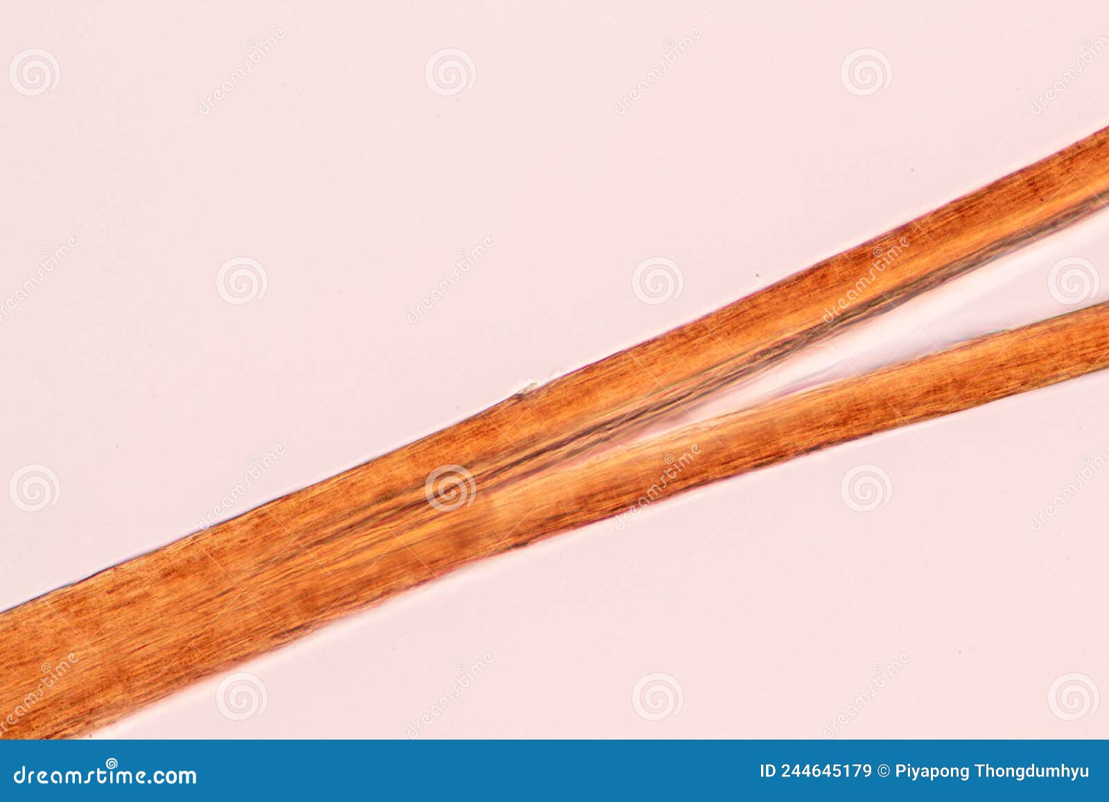 Hair Cell of Human Under Microscope View. Stock Image - Image of ...