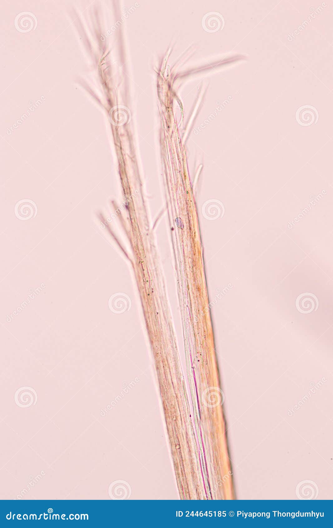 Hair Cell of Human Under Microscope View. Stock Image - Image of ...