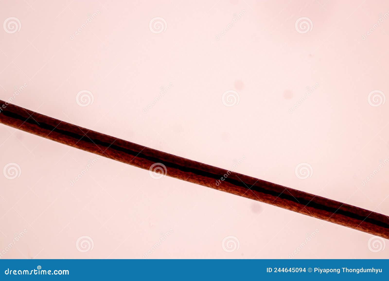 Hair Cell of Human Under Microscope View. Stock Photo - Image of care ...