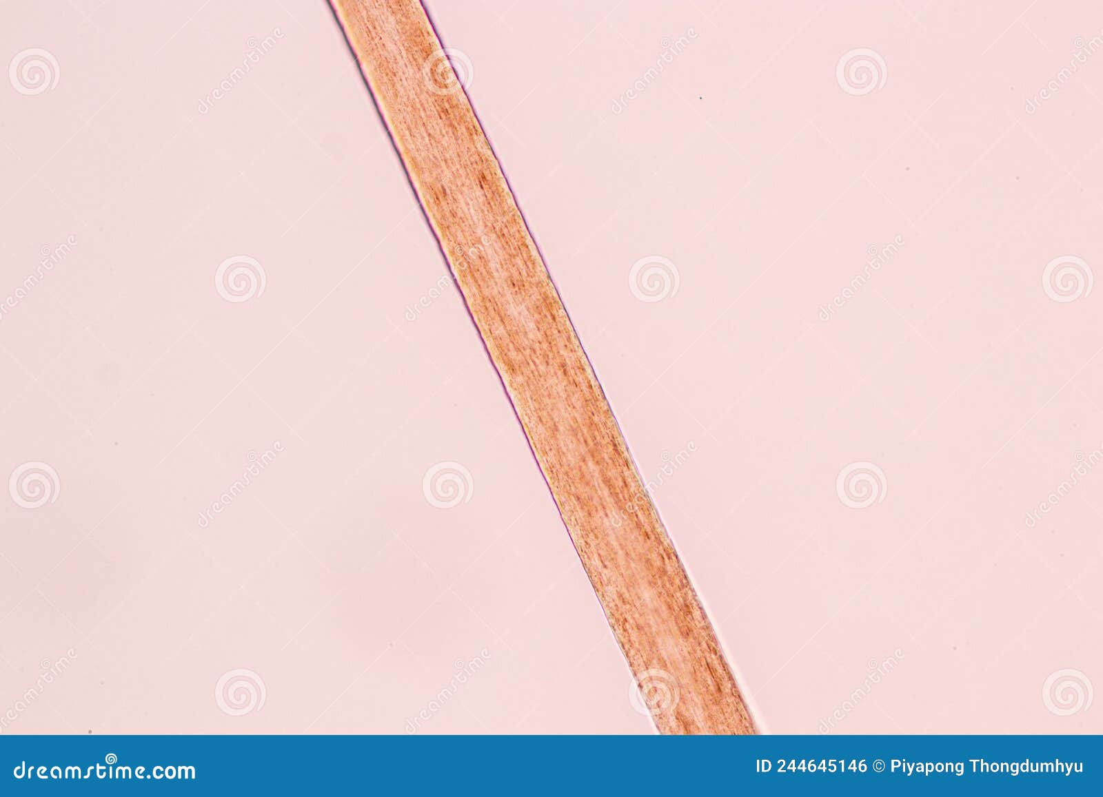 Hair Cell of Human Under Microscope View. Stock Photo - Image of layer ...