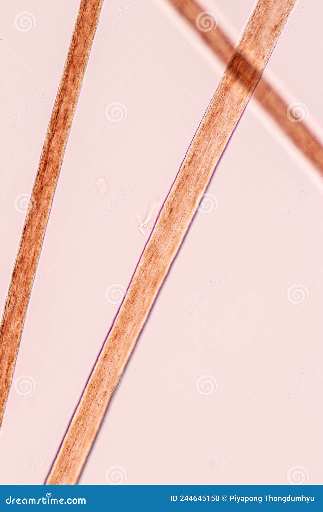 Hair Cell of Human Under Microscope View. Stock Photo - Image of ...