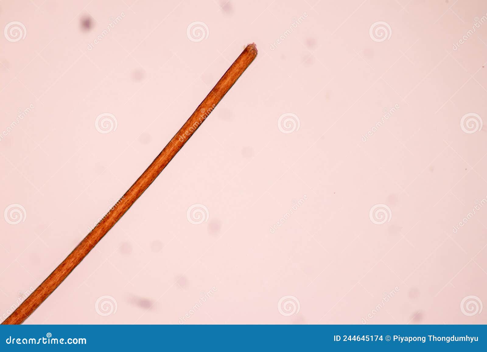 Hair Cell of Human Under Microscope View. Stock Photo - Image of ...