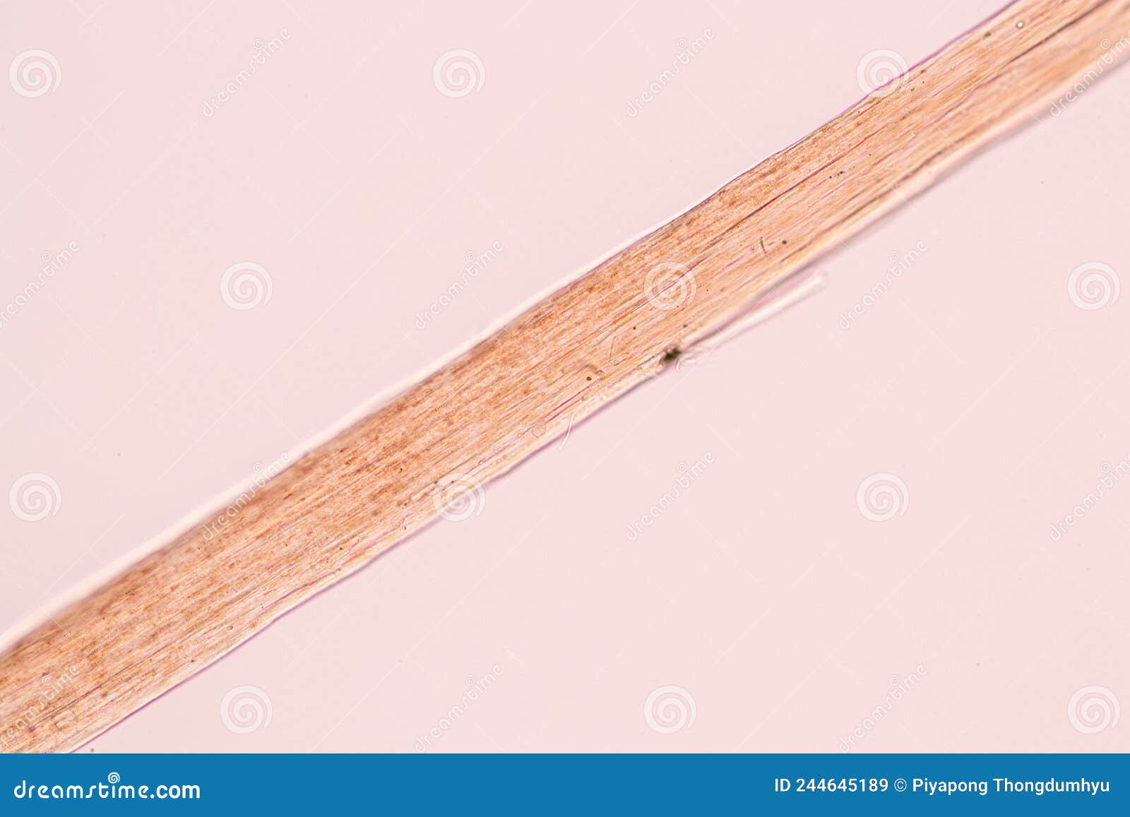 Hair Cell of Human Under Microscope View. Stock Image - Image of health ...