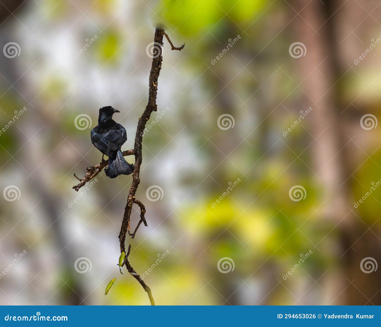 A Hair Crested Drango stock photo. Image of selective - 294653026