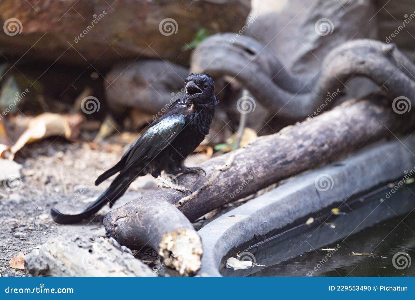 Hair - crested Drongo stock photo. Image of triangular - 229553490