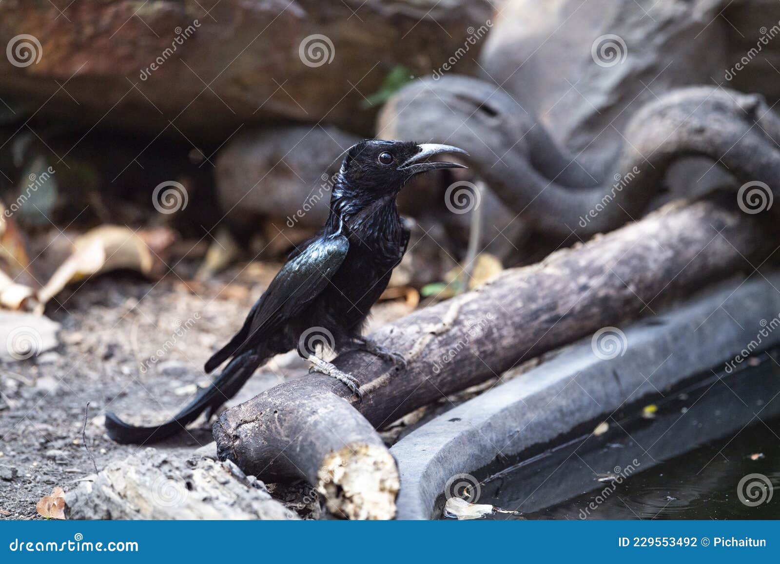 Hair - crested Drongo stock photo. Image of bird, wings - 229553492