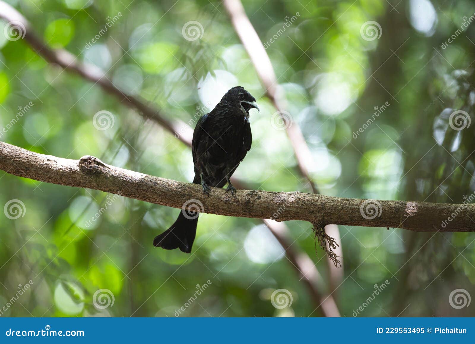 Hair - crested Drongo stock image. Image of animal, hair - 229553495