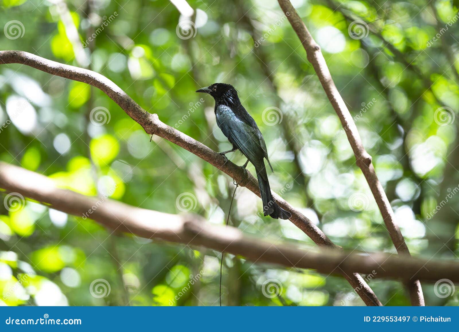 Hair - crested Drongo stock image. Image of forest, like - 229553497