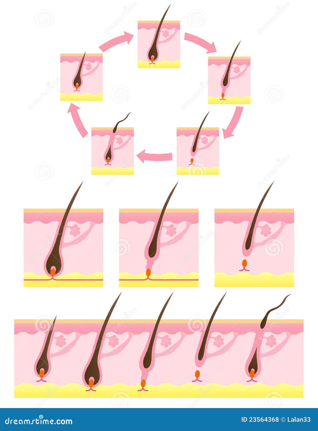 Hair cycle stock illustration. Illustration of epidermis - 23564368