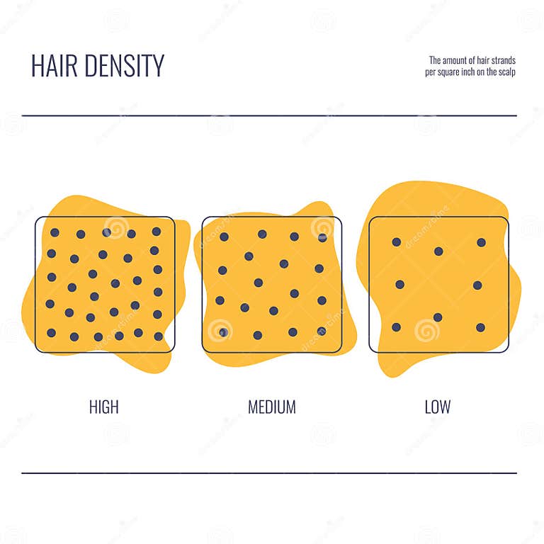 Hair Density Types Chart of Low, Medium, High Strand Volume Stock ...