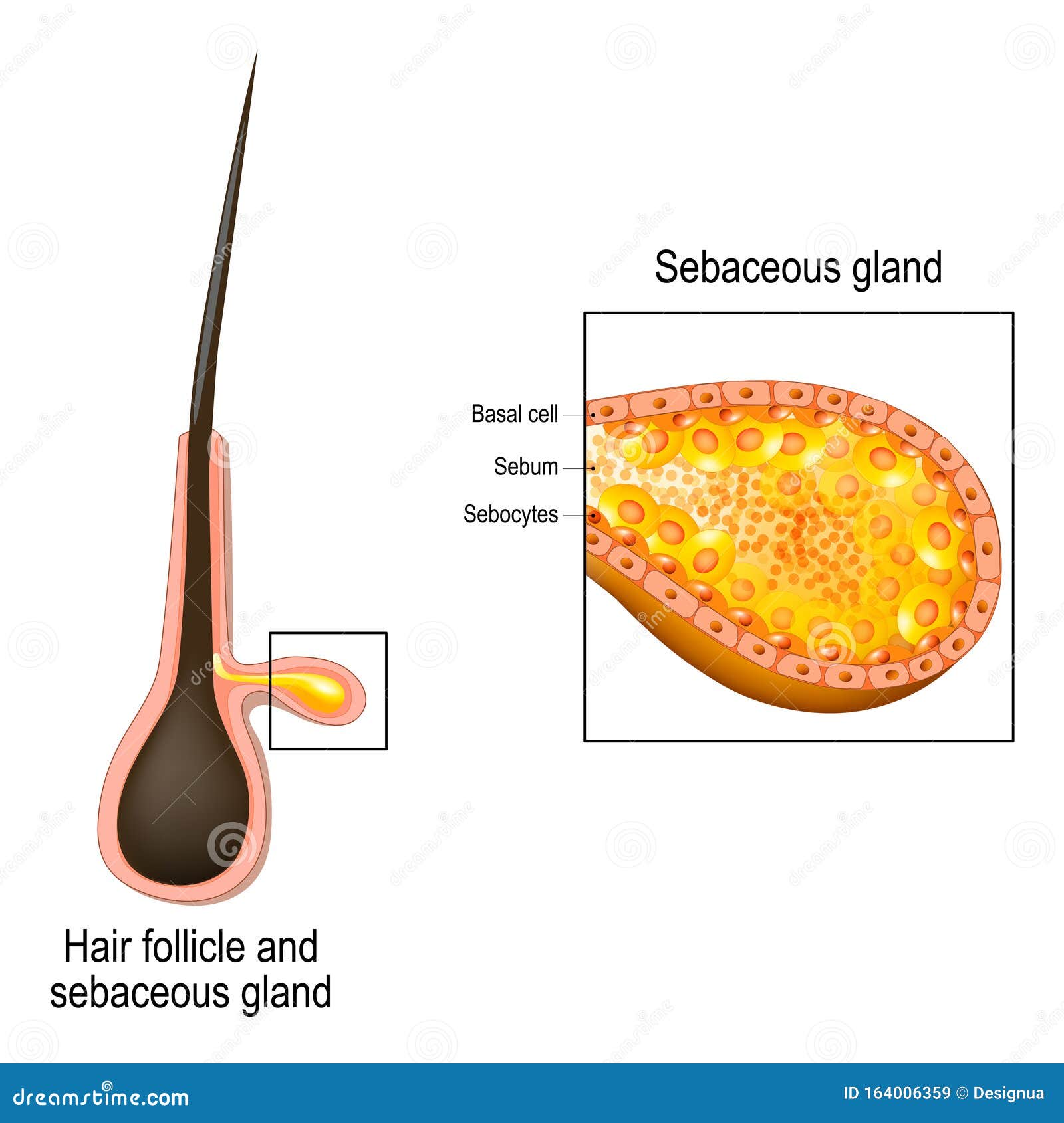 Hair Follicle. Cross Section of Sebaceous Gland Stock Vector ... Hair Follicle. Cross Section of Sebaceous Gland Stock Vector ...