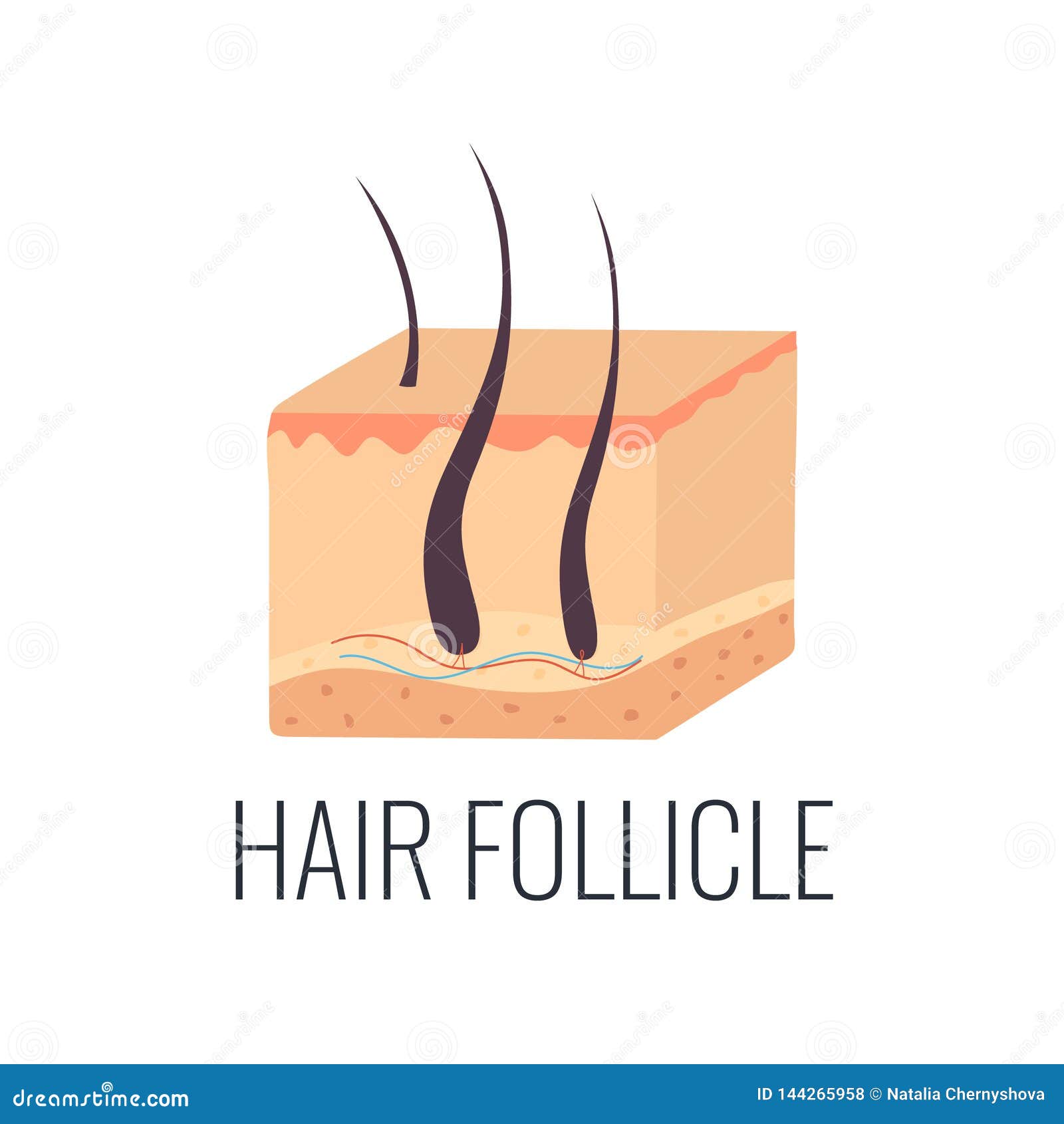 Hair Follicle Illustration Skin Structure Stock Vector Illustration