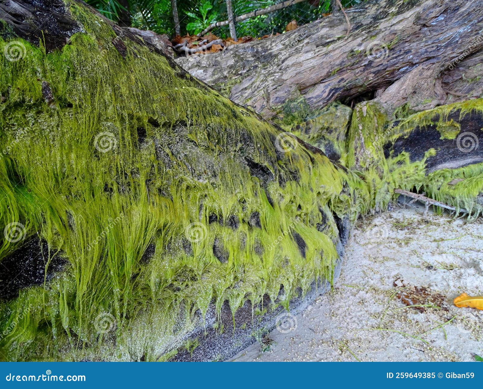Hair Green Algae on a Dead Tree on a Beach Stock Image - Image of leaf ...