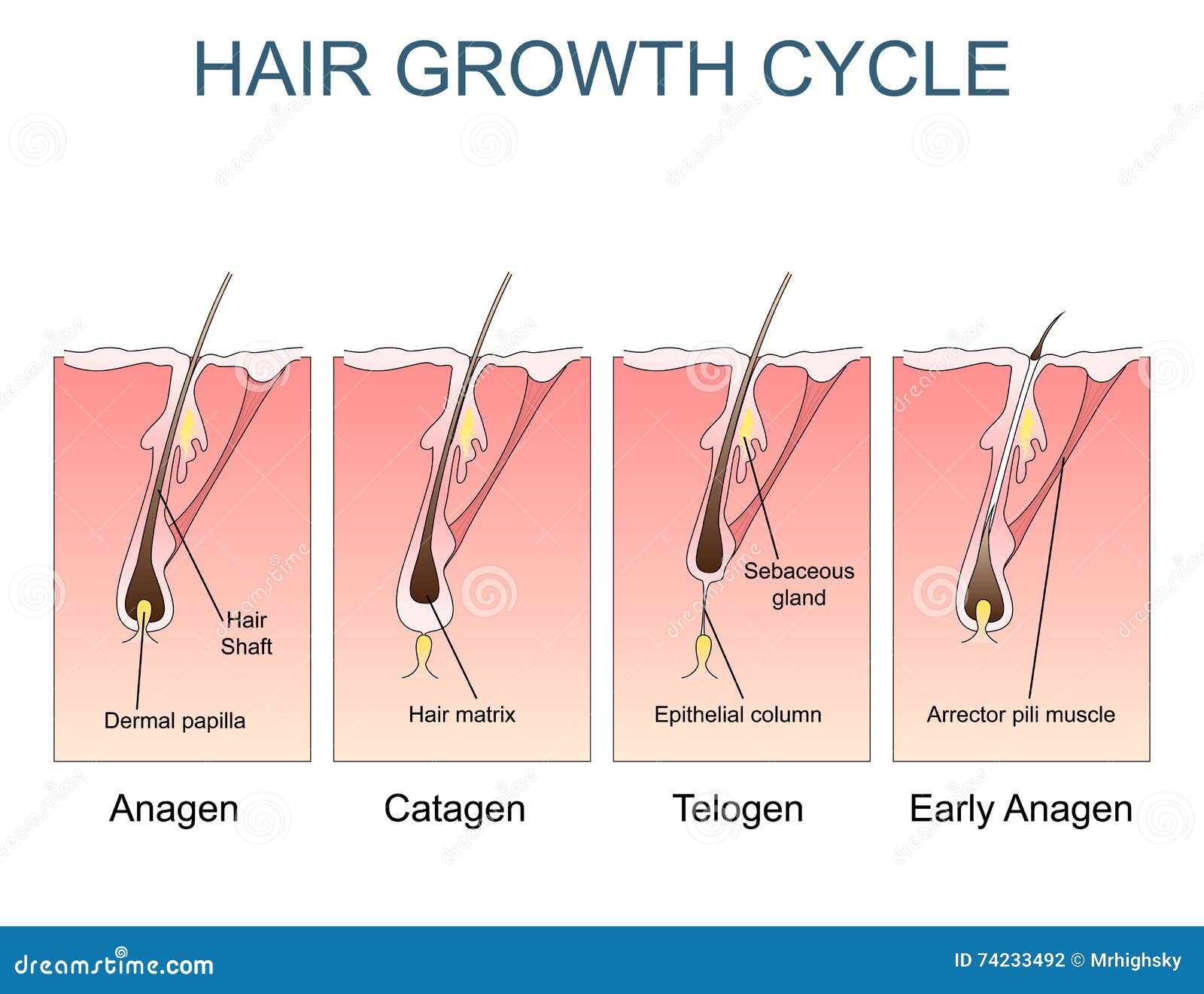 Labelled Cartoons, Illustrations & Vector Stock Images - 10387 Pictures ...