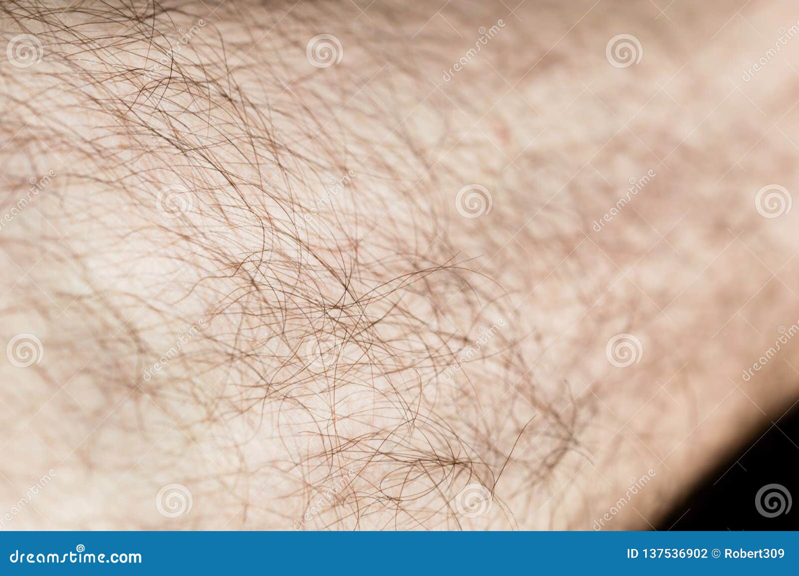 Hair on the human leg stock photo. Image of healthy - 137536902