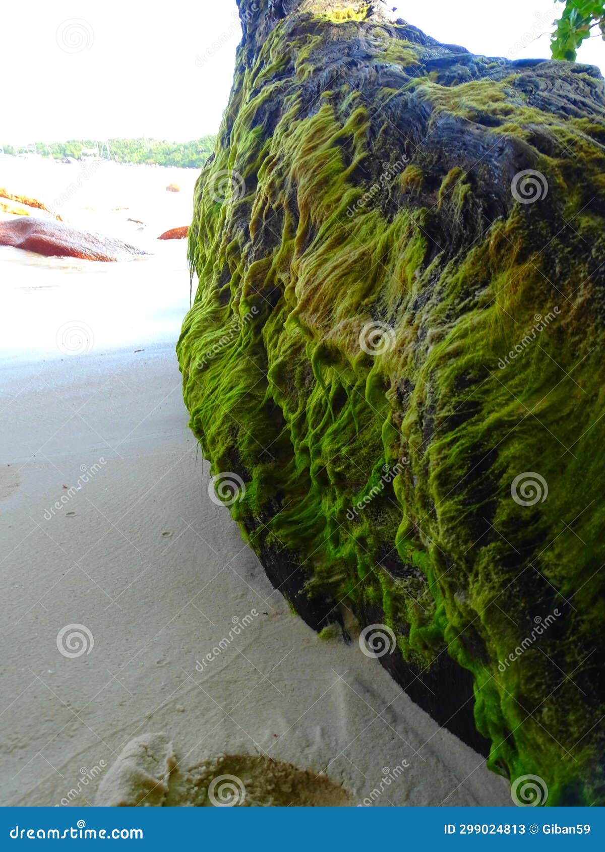 Green Algae on a Dead Tree on a Beach Stock Image - Image of vegan ...