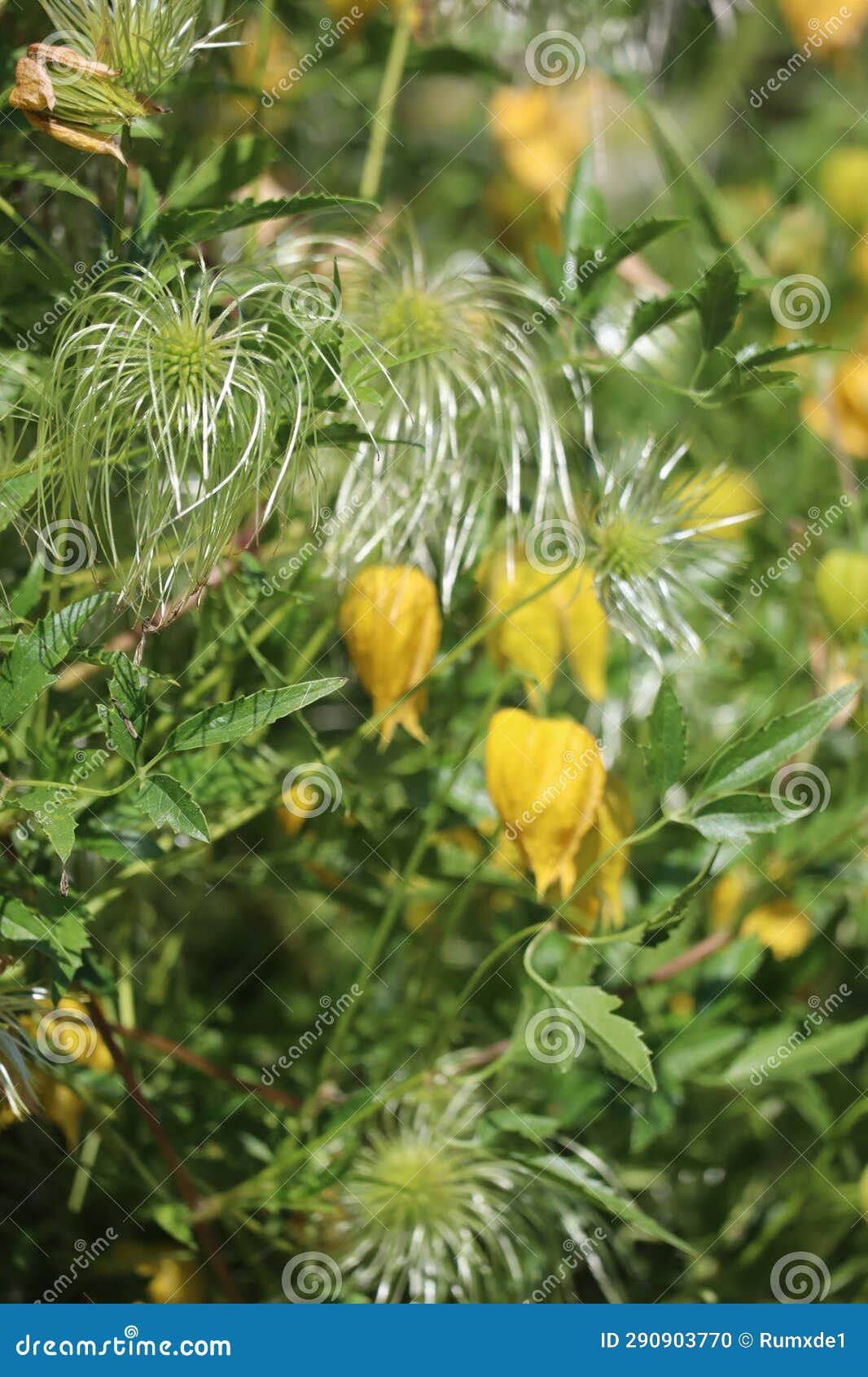 Golden Clematis stock photo. Image of tangutica, yellow - 290903770