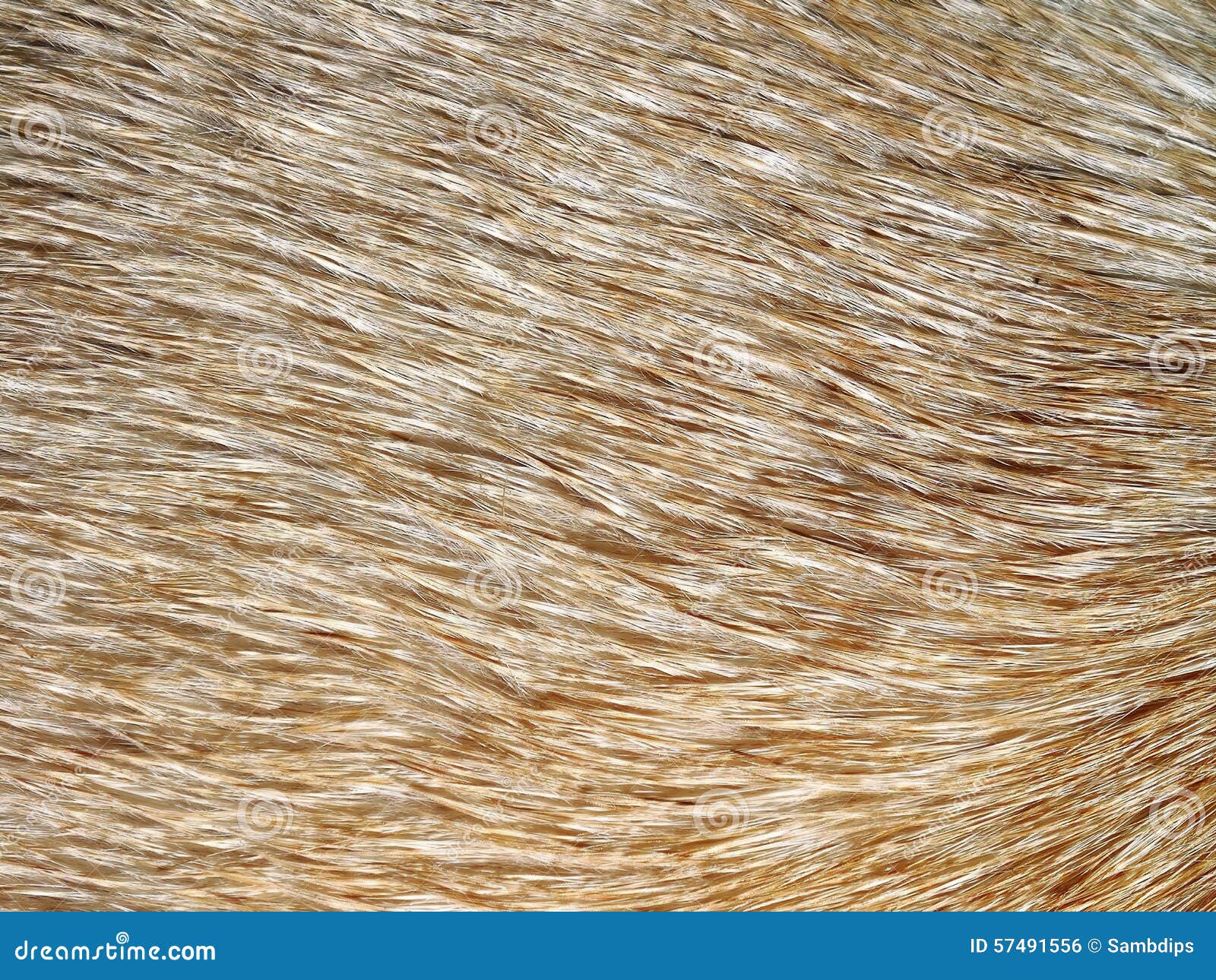 Hair Pattern stock photo. Image of strokes, flow, skin - 57491556