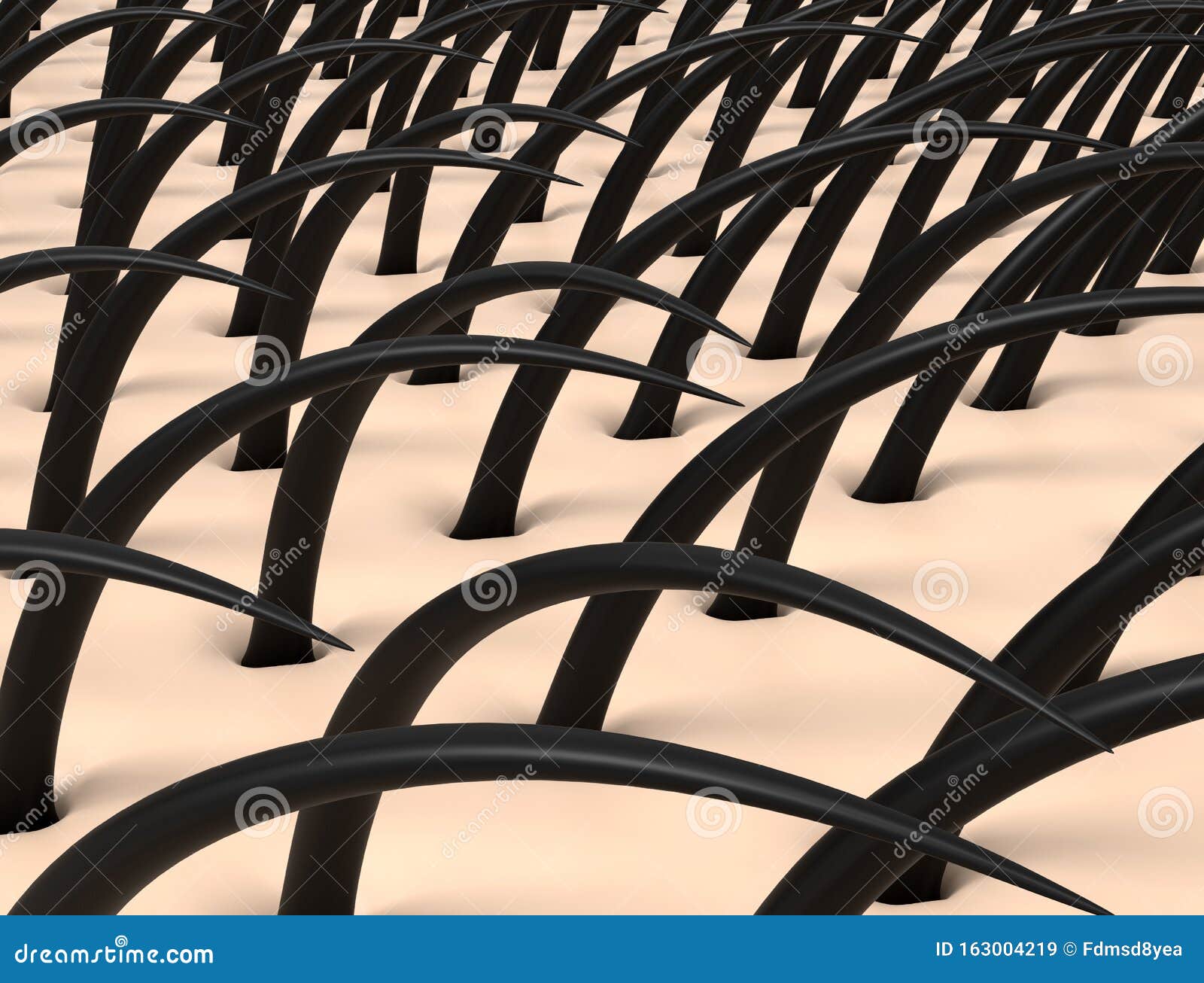 Hair Root Explained Composition Vector Illustration | CartoonDealer.com ...