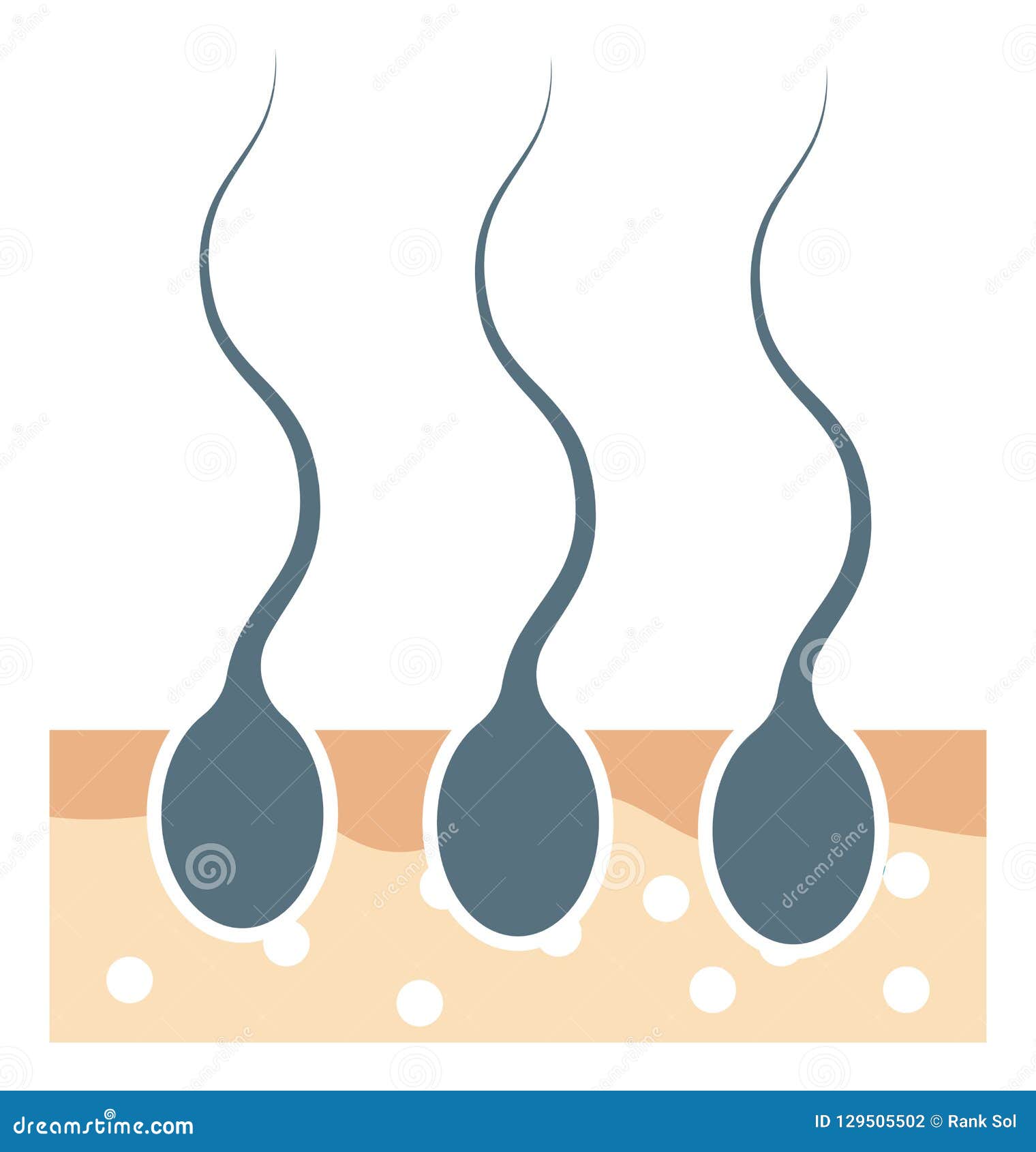 Hair Roots Cross Section Royalty-Free Stock Photography | CartoonDealer ...