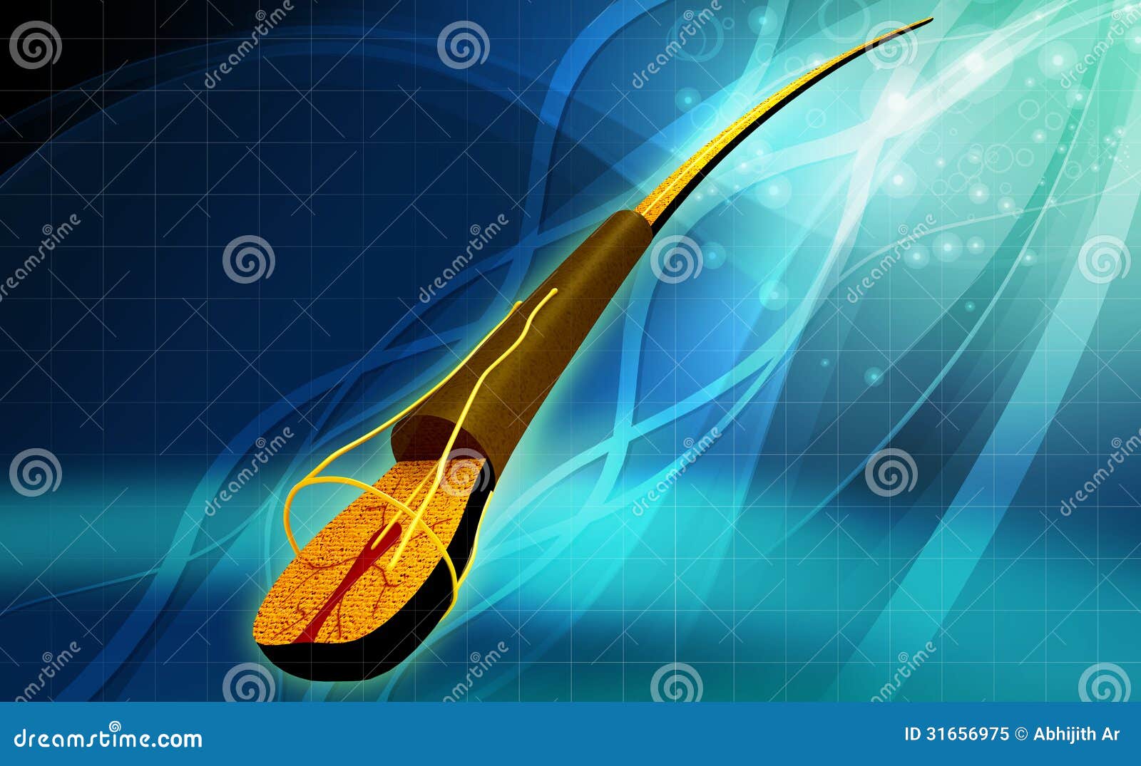 Hair structure stock illustration. Image of artery, epidermis - 31656975