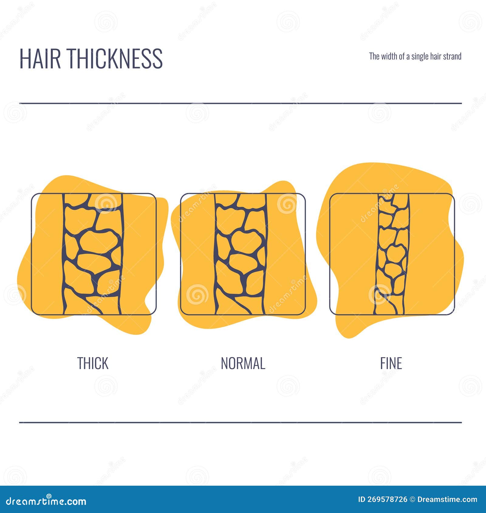 Hair Thickness Types Chart Of Low, Medium, High Strand Volume Vector ...