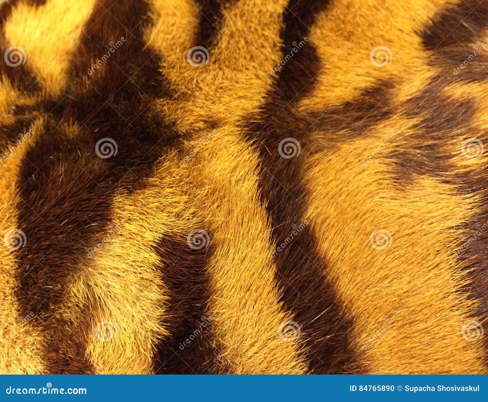 Hair of tiger - head stock photo. Image of hair, head - 84765890