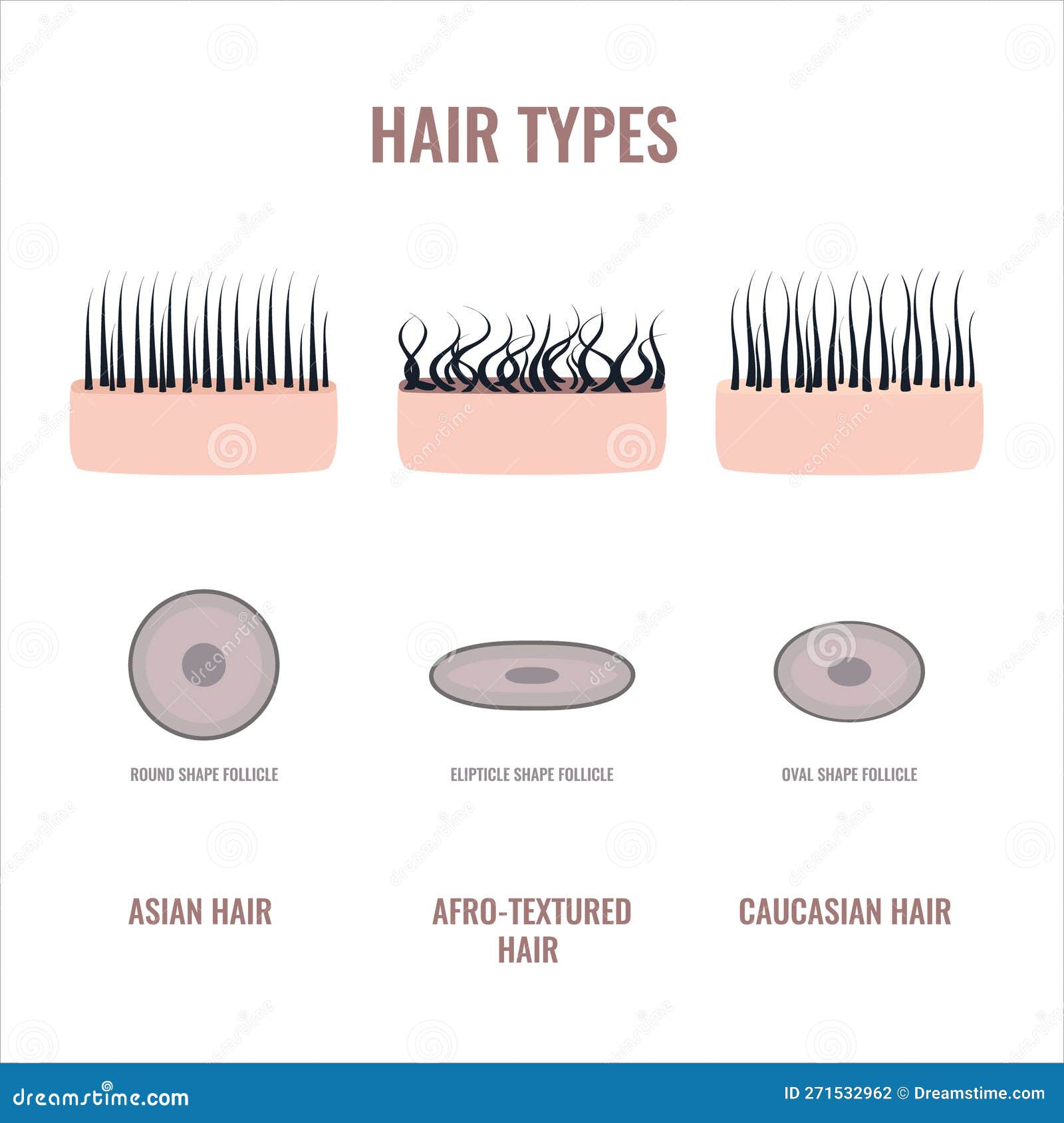 Hair Types Chart Set of Straigt, Wavy and Curly Strands Stock Vector ... Hair Types Chart Set of Straigt, Wavy and Curly Strands Stock Vector ...