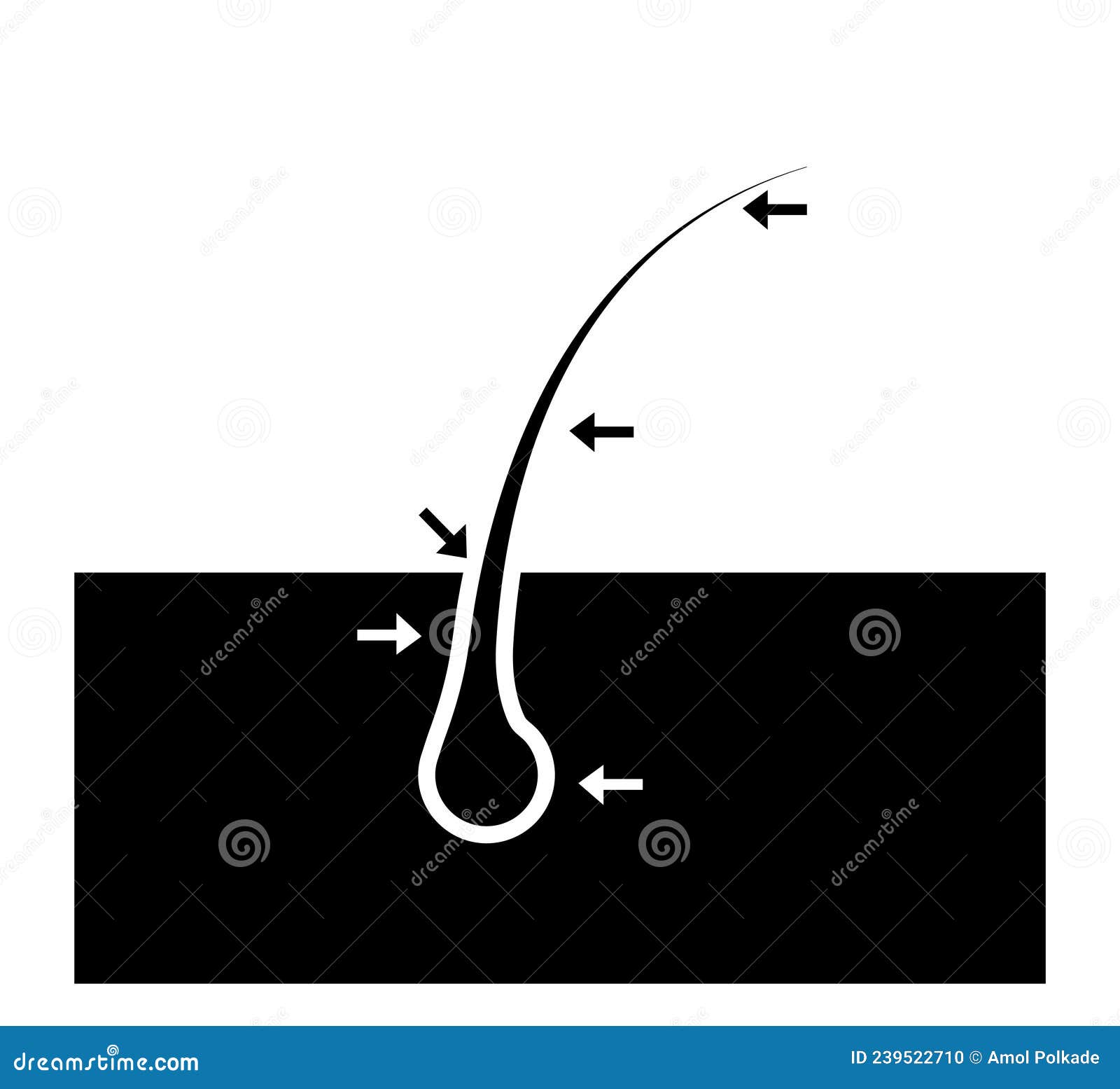 Hair Vector from Root. Hair`s Parts Name Stock Vector - Illustration of ...