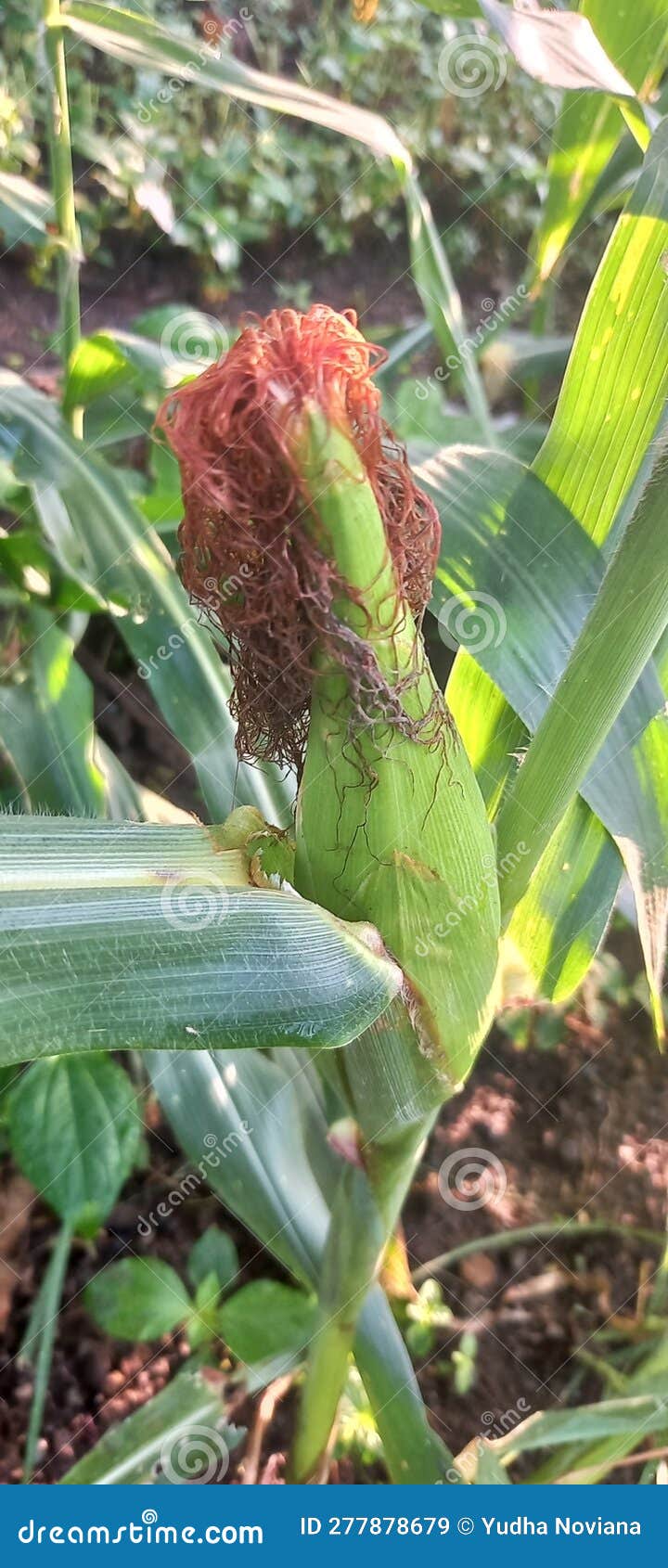 Hair of Young Corn with Green Leaves Stock Image - Image of flower ...