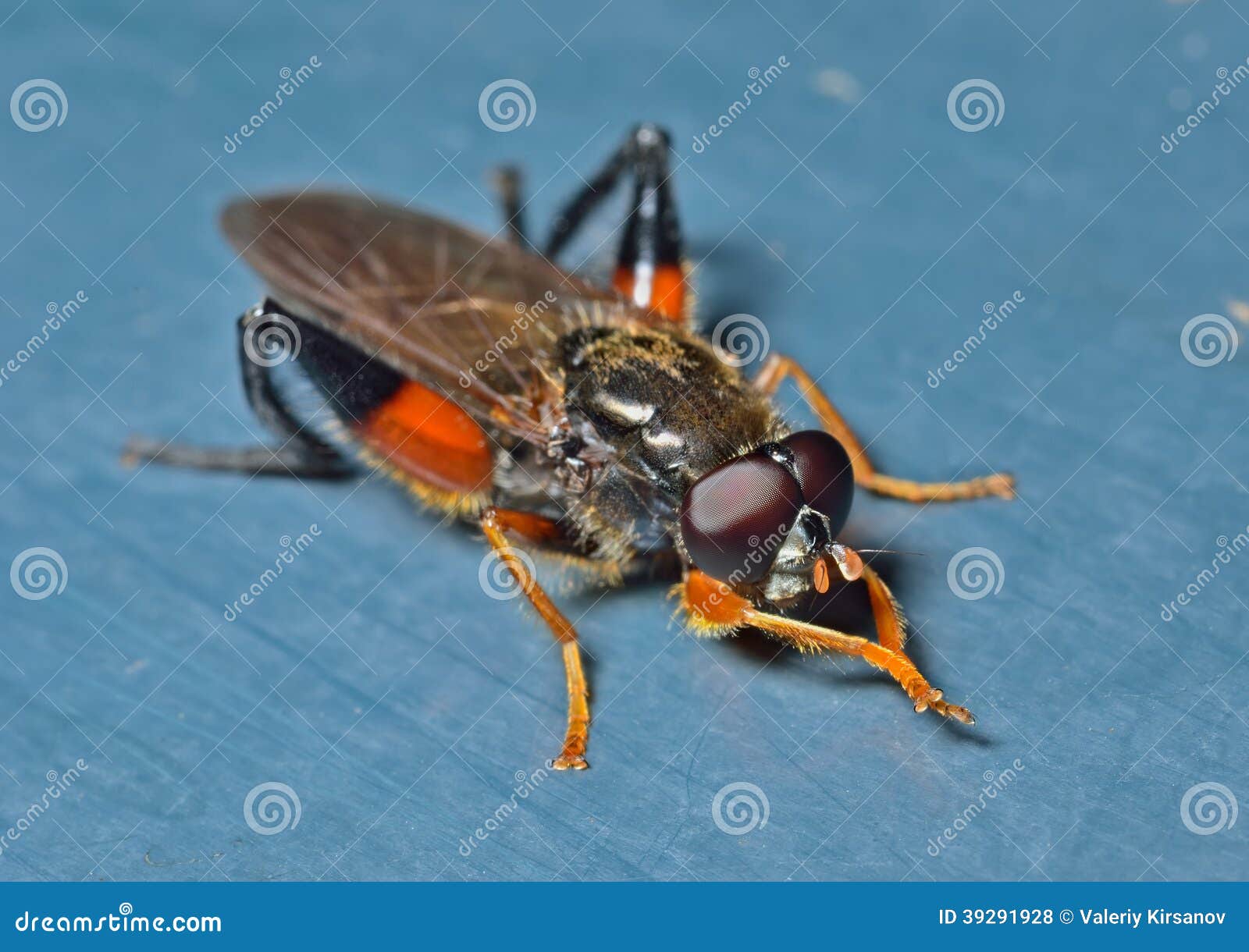 Haired fly stock photo. Image of closeup, invertebrates - 39291928