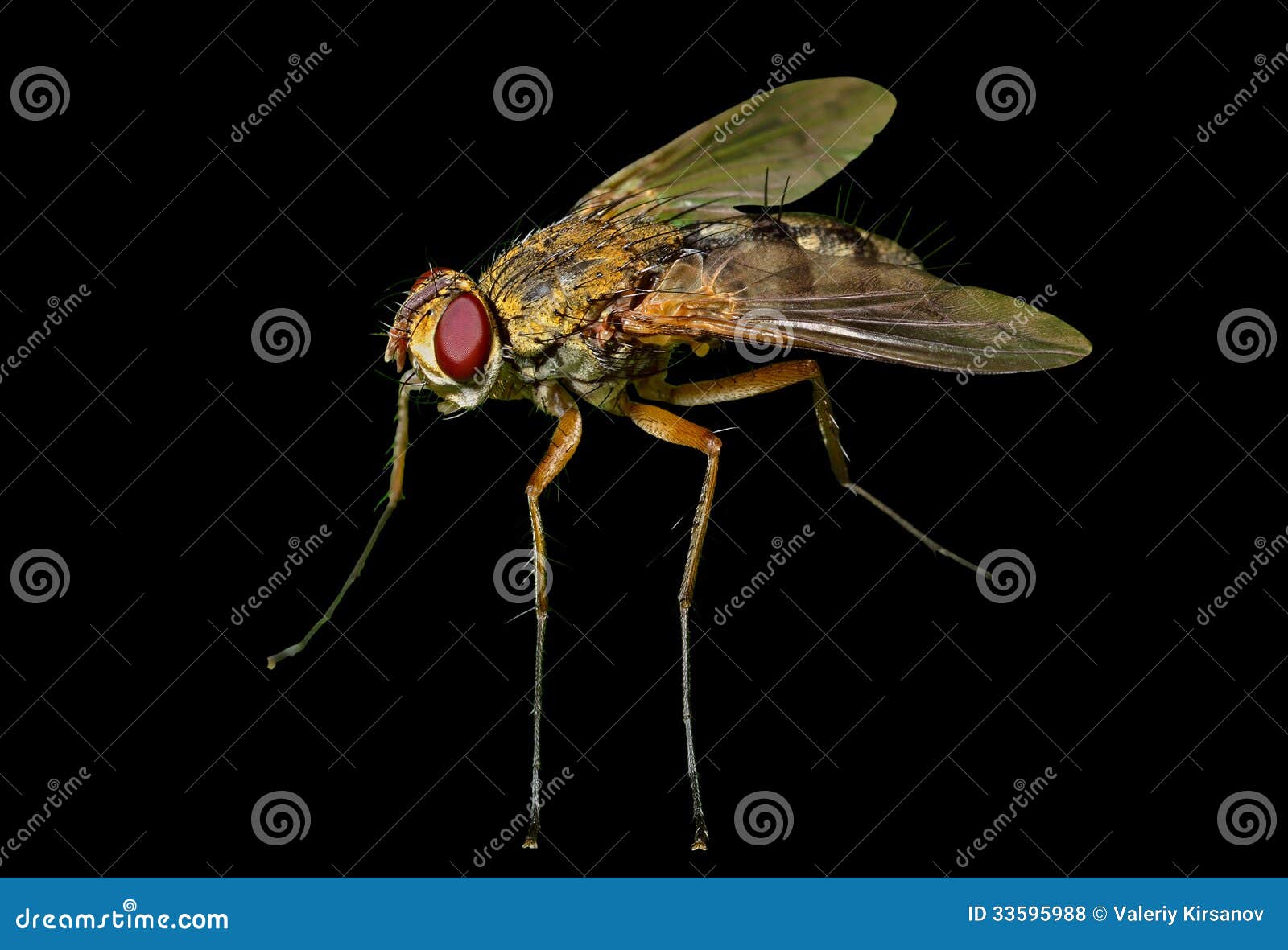 Haired fly 11 stock photo. Image of invertebrates, isolated - 33595988