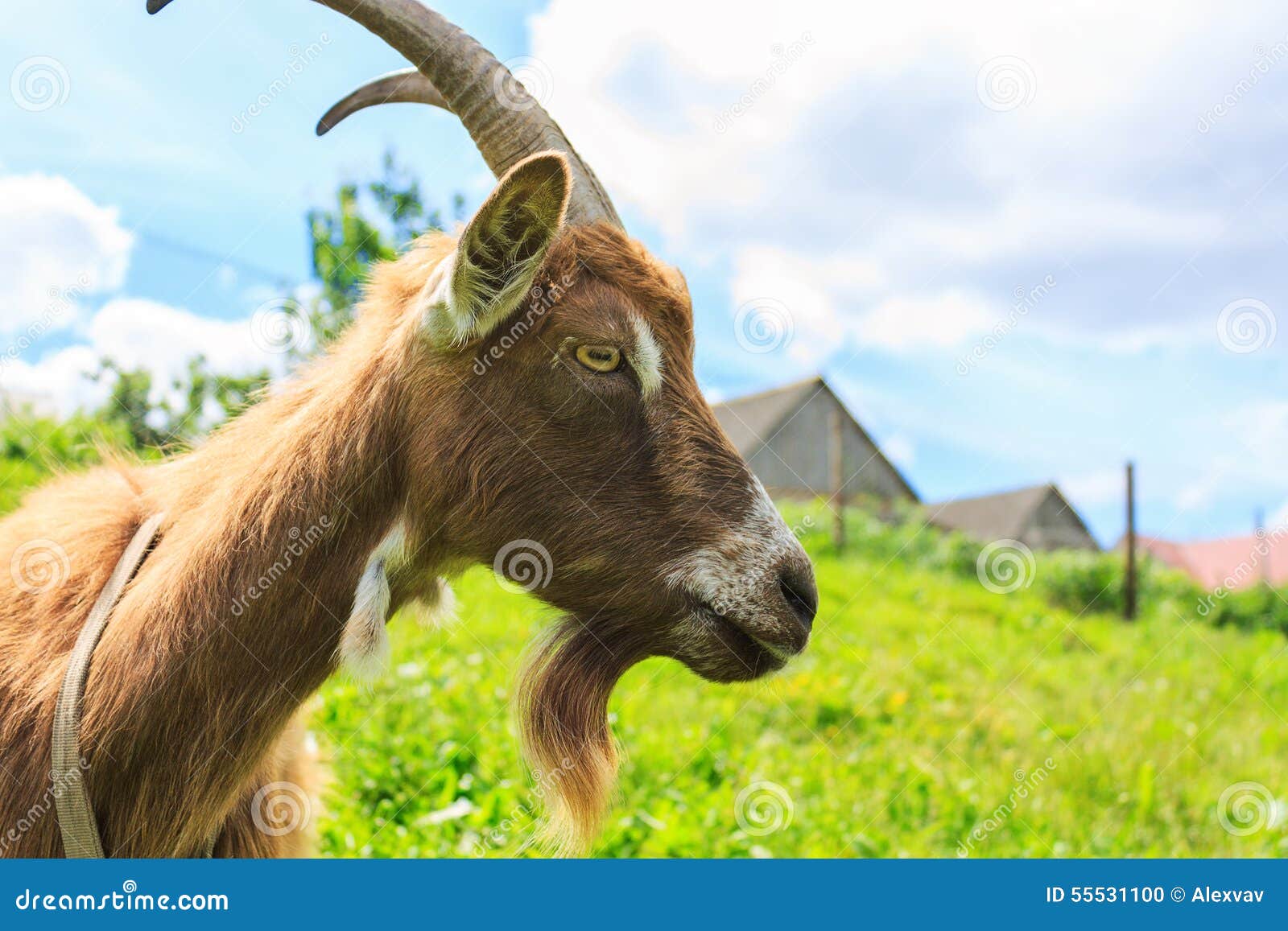 Haired Goat Close Up Stock Photo - Image: 55531100