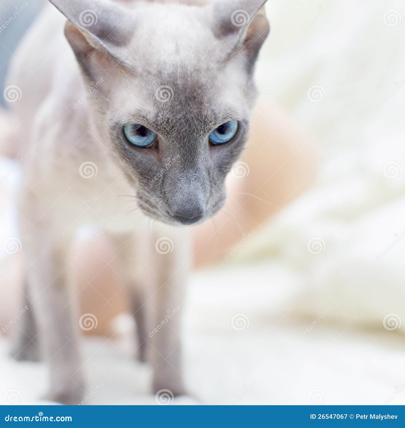 Hairless Cat stock image. Image of head, angry, copper - 26547067
