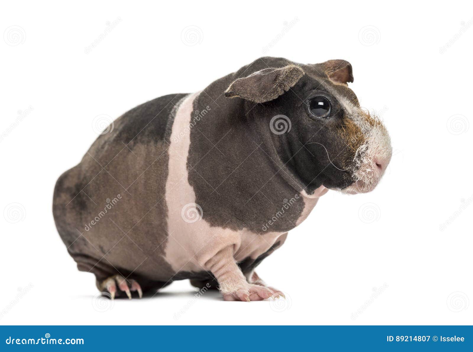 Hairless Guinea Or Rodent Pig Top View In Cages. Royalty-Free Stock ...